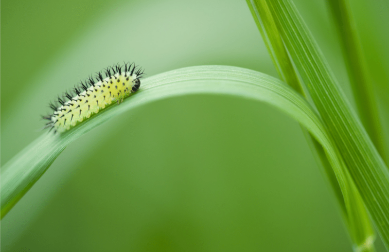 A Caterpillar’s Transformation Starts By Eating Enough To Grow Big