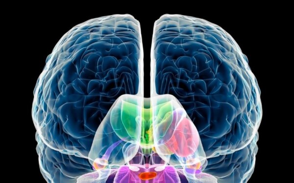 77 Brain Statistics, Facts, and Figures to Educate Marketers - DreamMaker